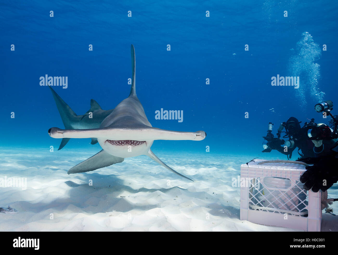 Hammerhead shark underwater in Bimini Bahamas. Image was taken near the ...