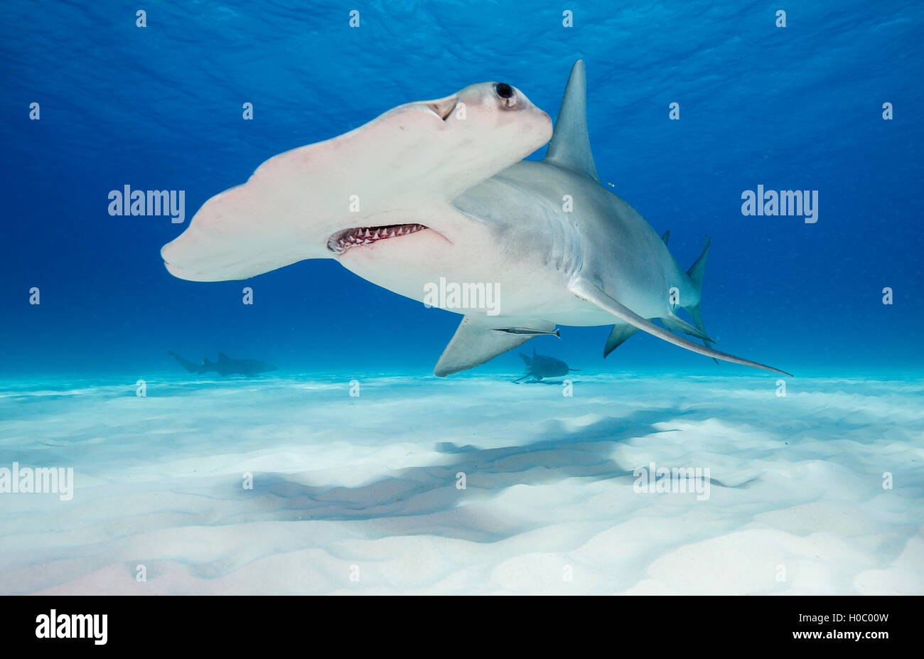 Hammerhead shark underwater in Bimini Bahamas. Image was taken near the ...
