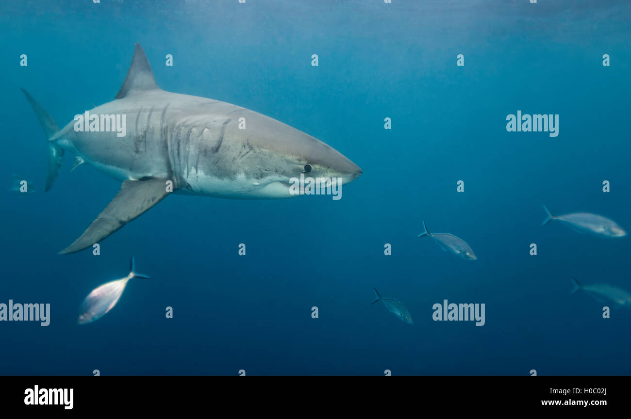 Whitefin Hammerhead Shark