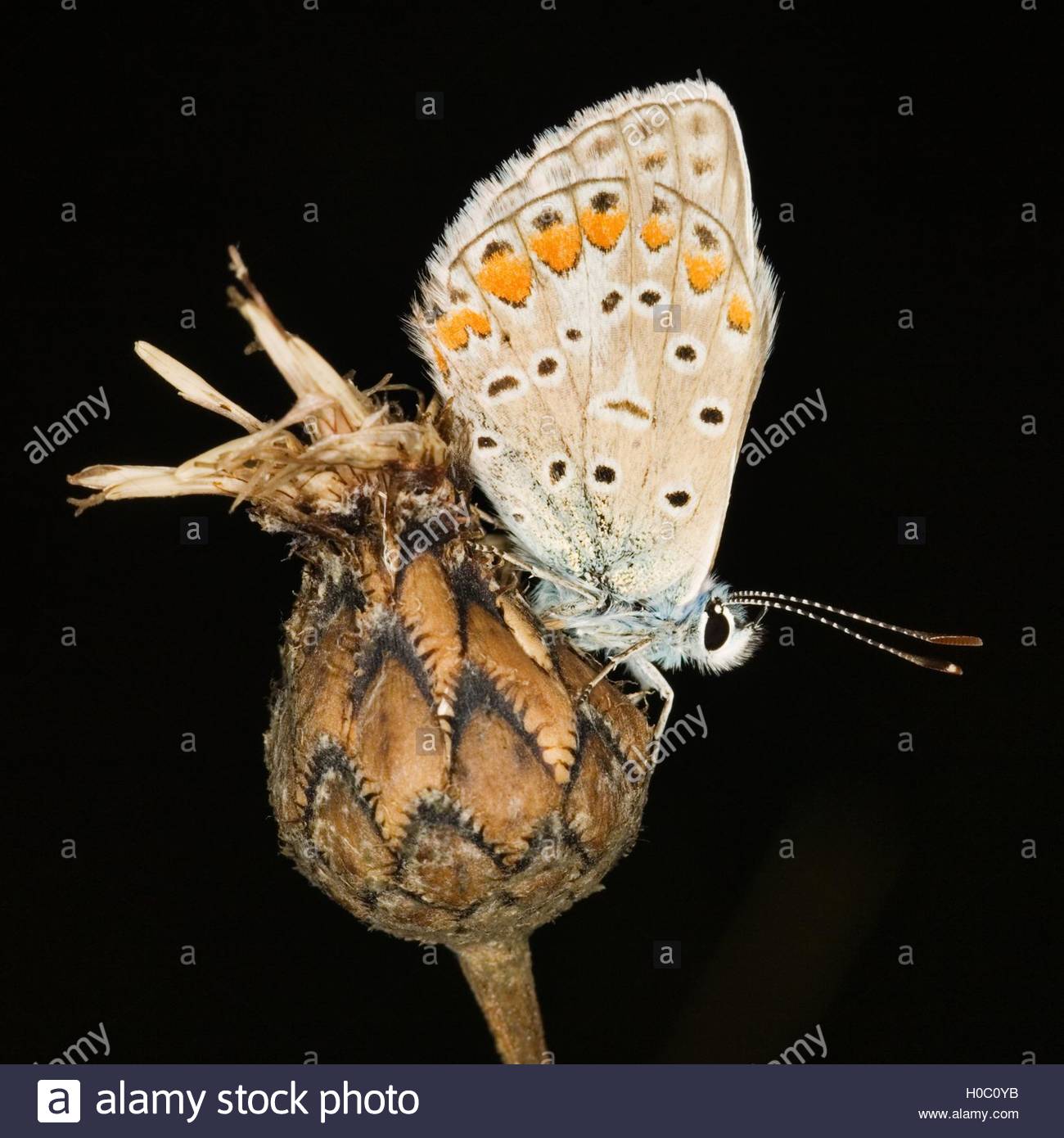 Uling Stock Photos & Uling Stock Images - Alamy