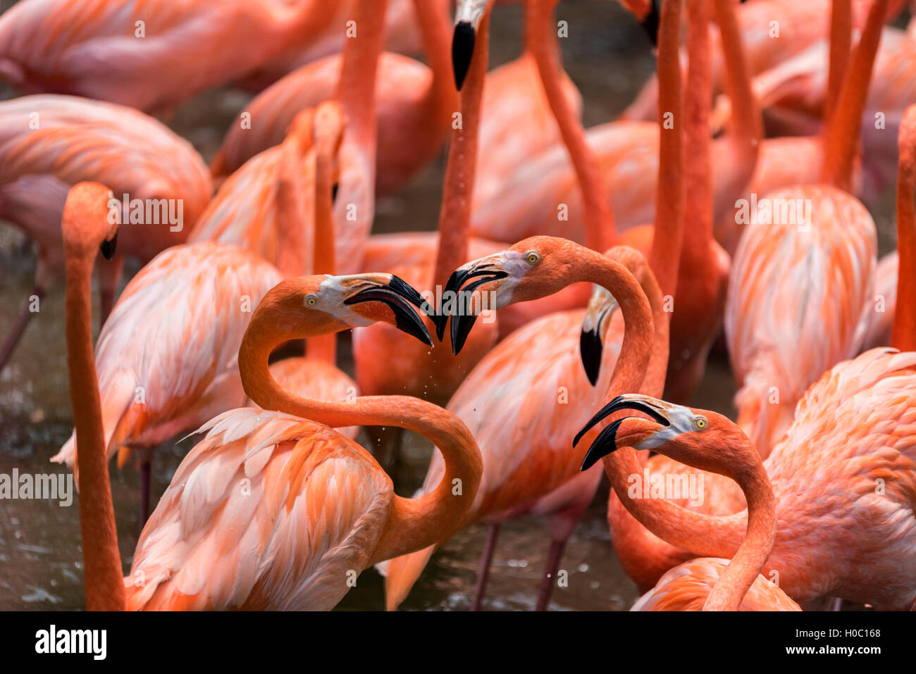 Flamboyance of Caribbean flamingos bright coloured Stock Photo - Alamy