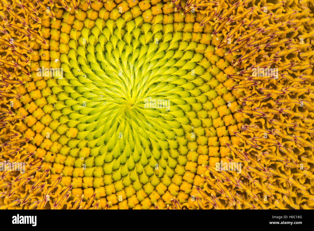 Beautiful detailed close up symmetric yellow sunflower Stock Photo - Alamy