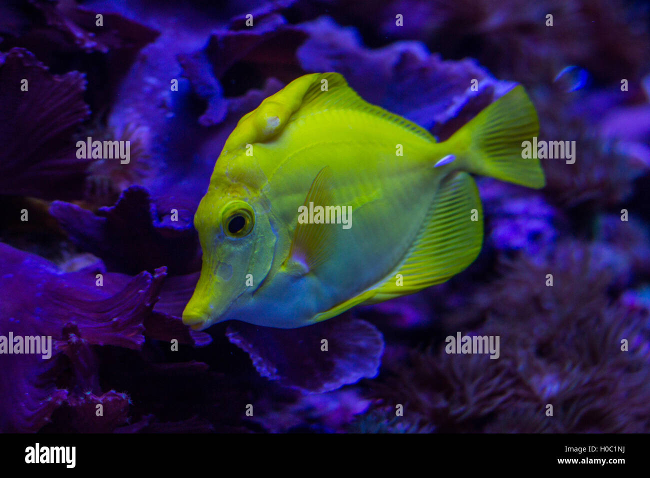 Fish instinct hi-res stock photography and images - Alamy