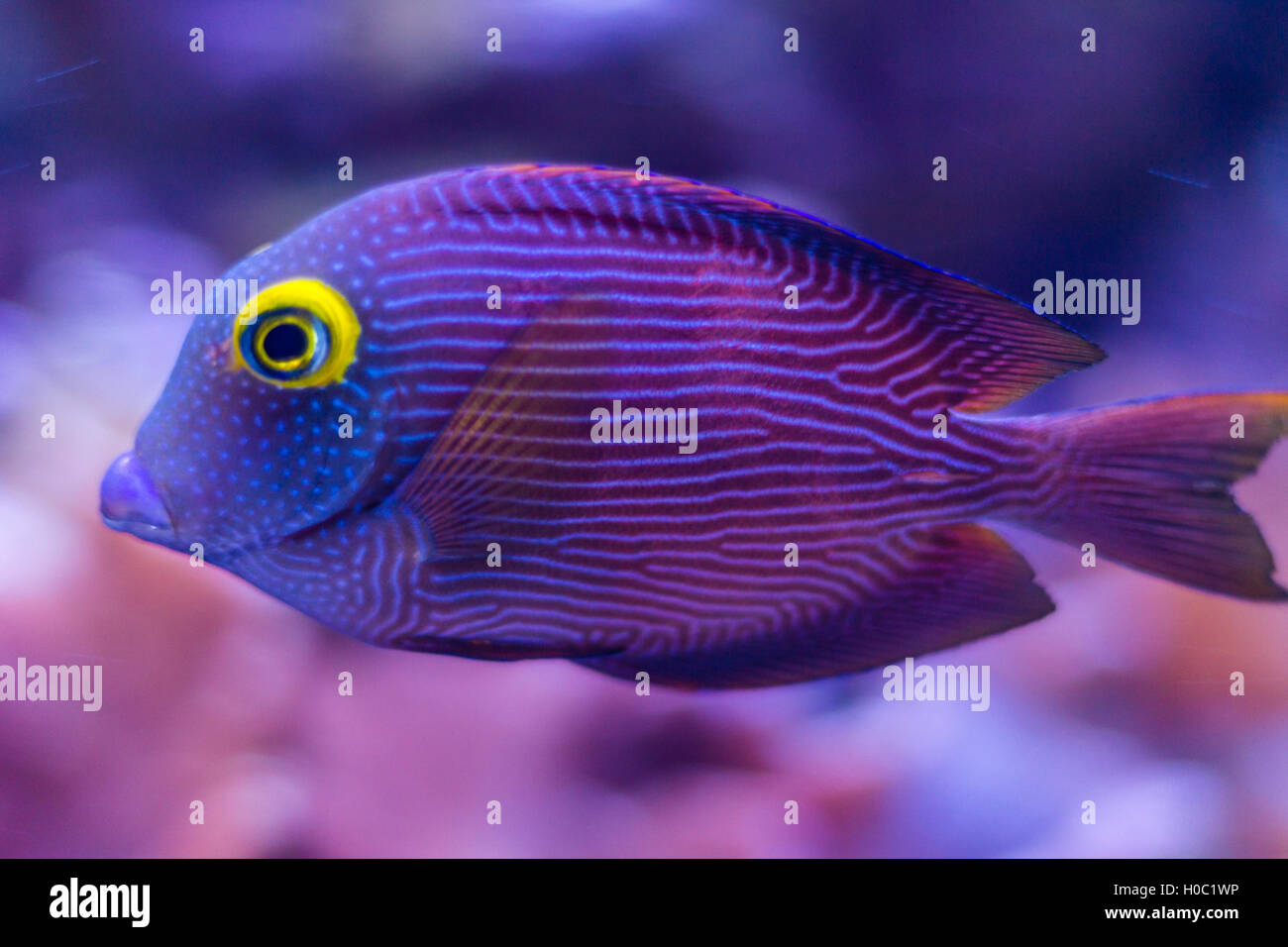 Fish instinct hi-res stock photography and images - Alamy