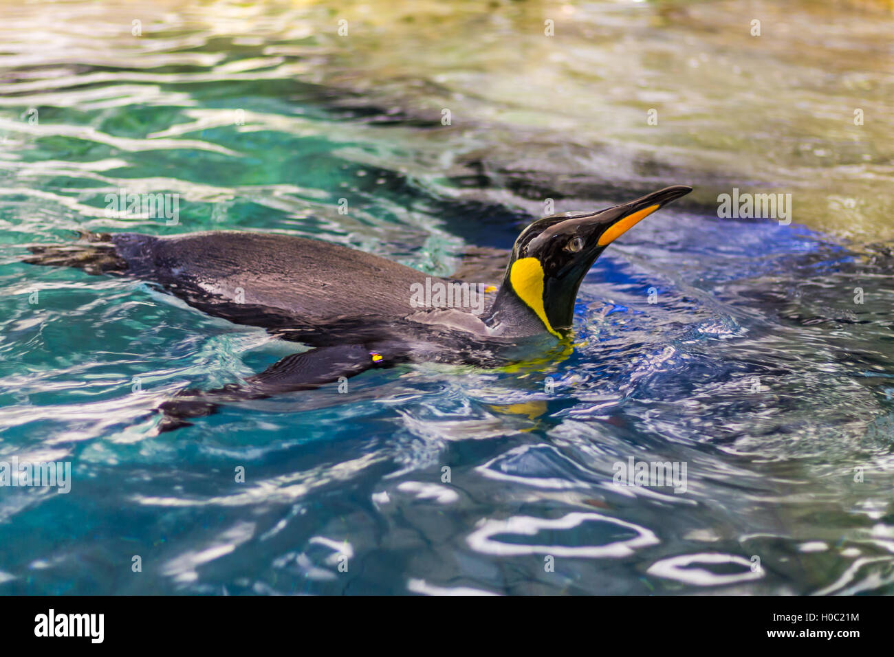 Orlando family swimming pool hi-res stock photography and images - Alamy