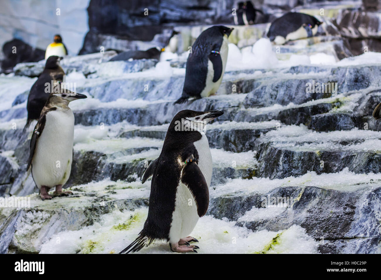 Group of penguins standing around Stock Photo - Alamy