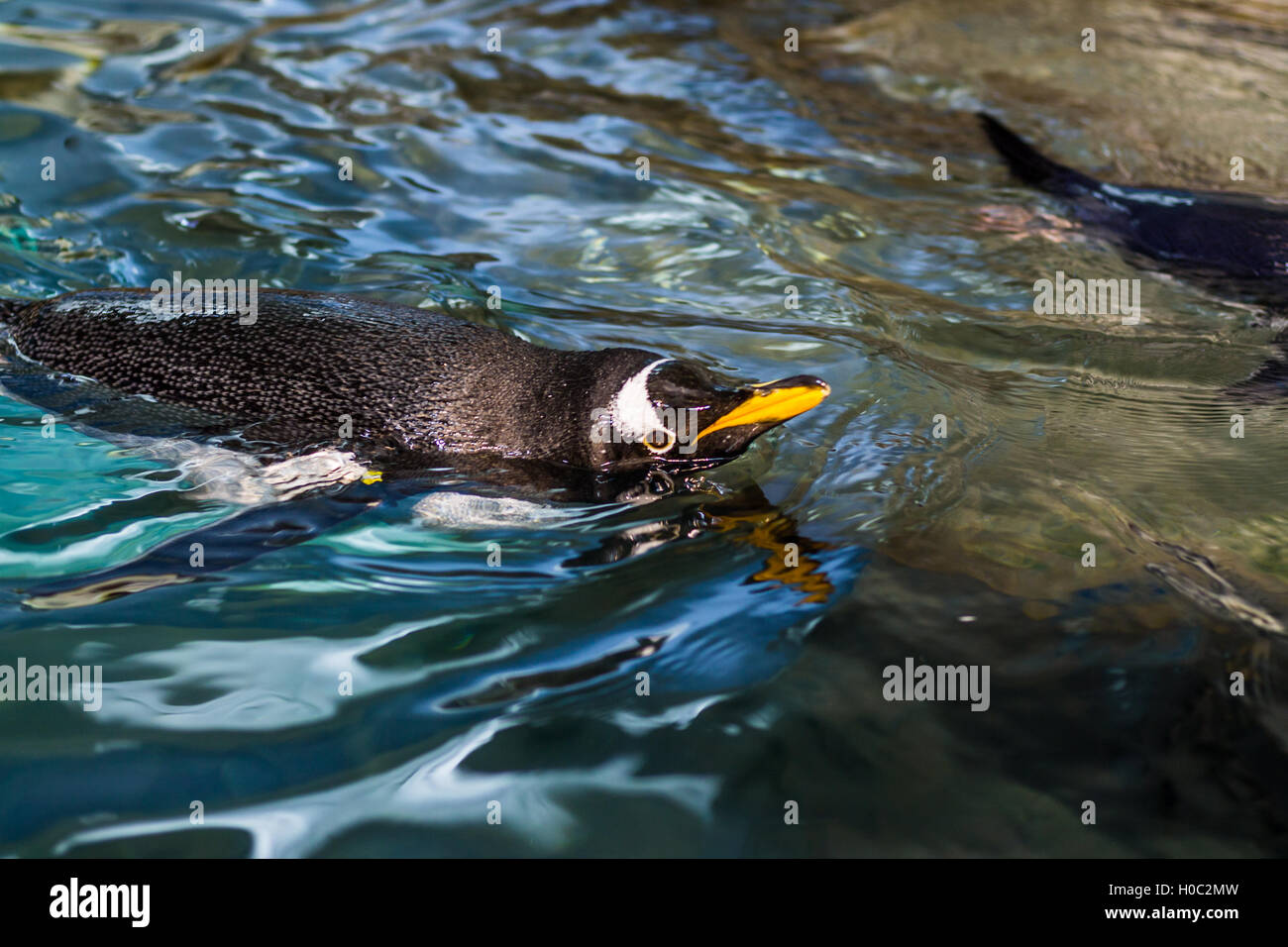 Penguin swimming in water Stock Photo - Alamy