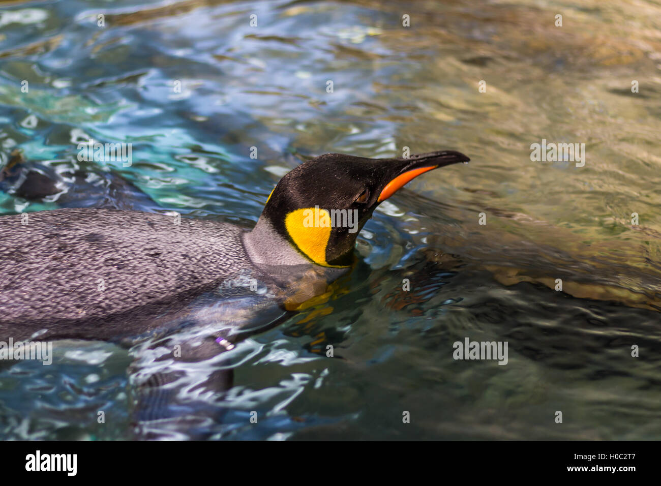 Penguins swim underwater above water hi-res stock photography and ...
