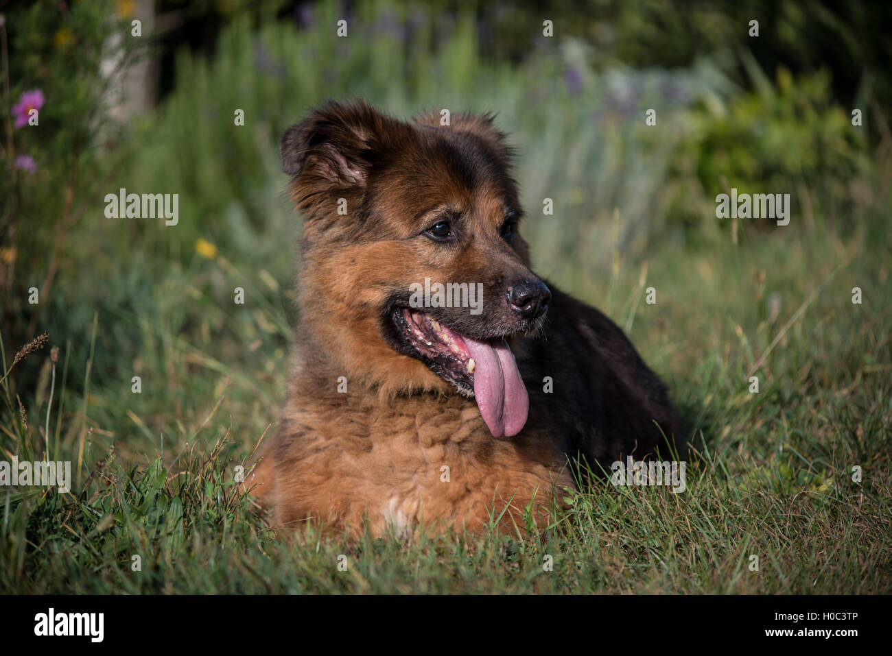 German shepherd dog in grass Stock Photo - Alamy