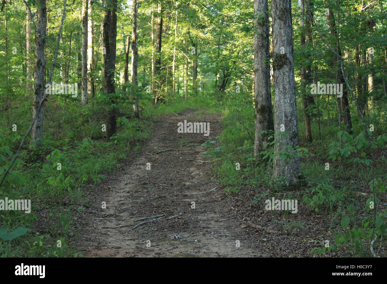 A forest trail in Culloden Georgia Stock Photo - Alamy