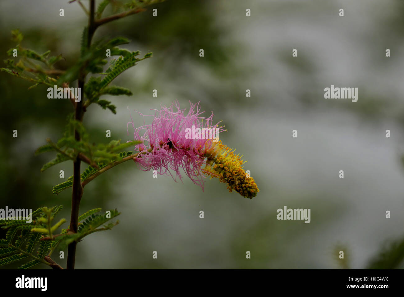 Portrait single image hi-res stock photography and images - Alamy