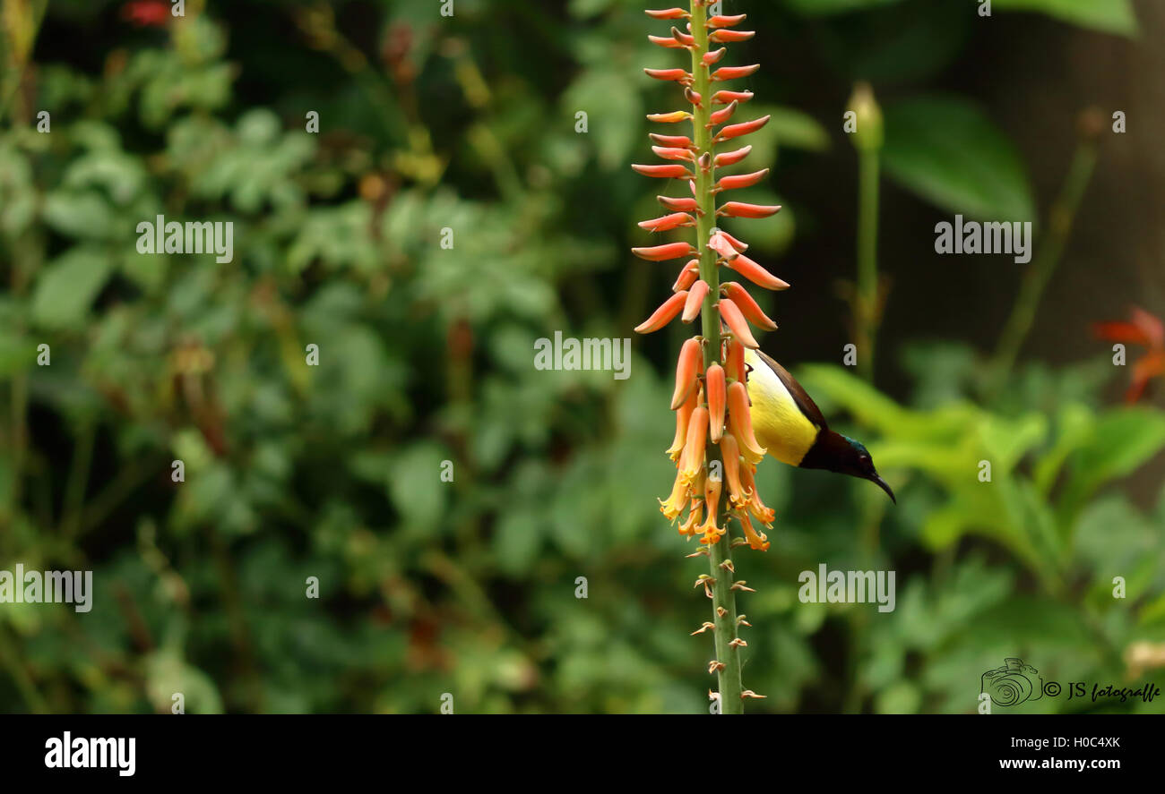 Honey bird hi-res stock photography and images - Alamy