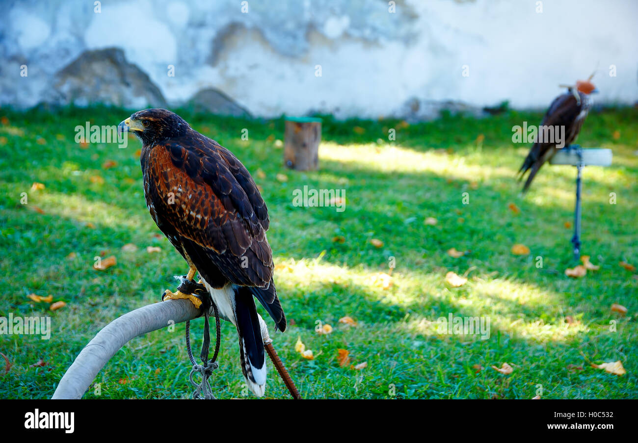beautiful bird of prey, common buzzard, sitting on setting pole Stock ...