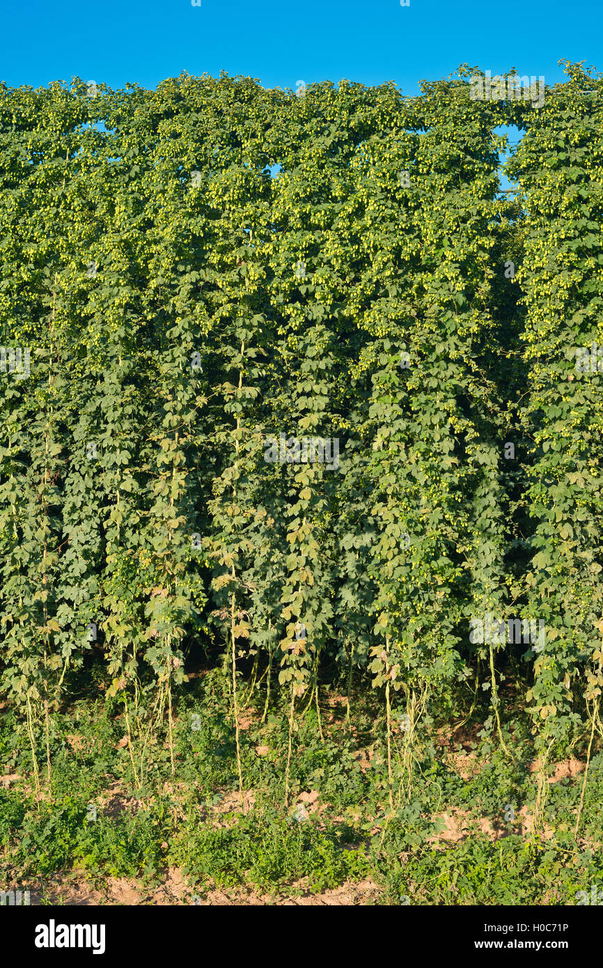 Brewery field hi-res stock photography and images - Alamy