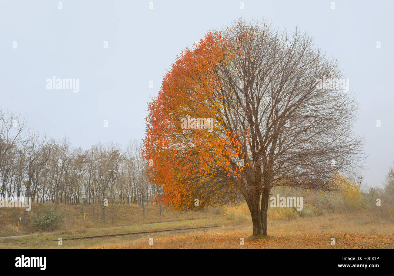 Beautiful deciduous tree hi-res stock photography and images - Alamy