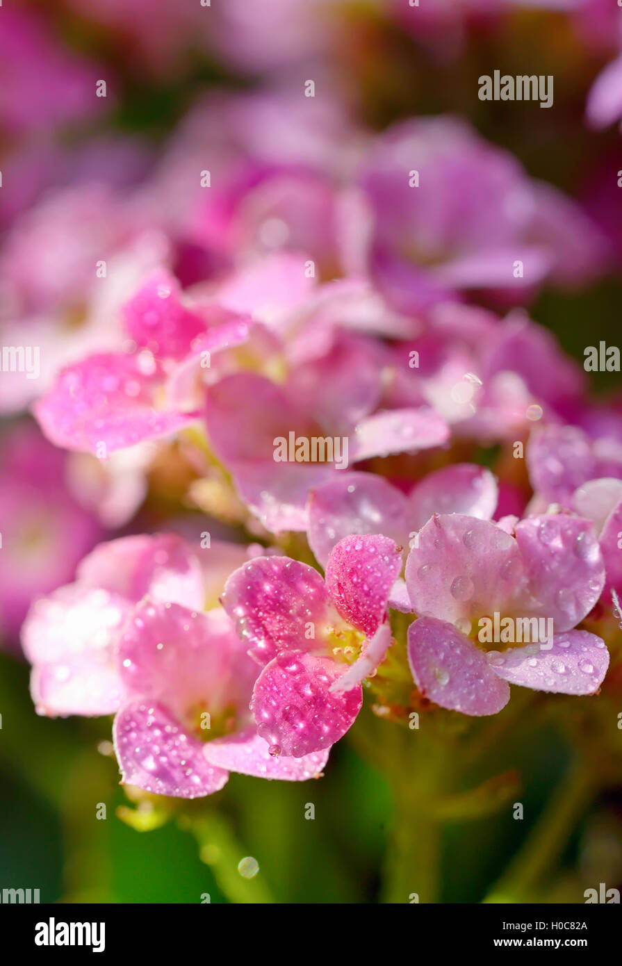 Beautiful hydrangea with drops in the sunset in the garden Stock Photo ...