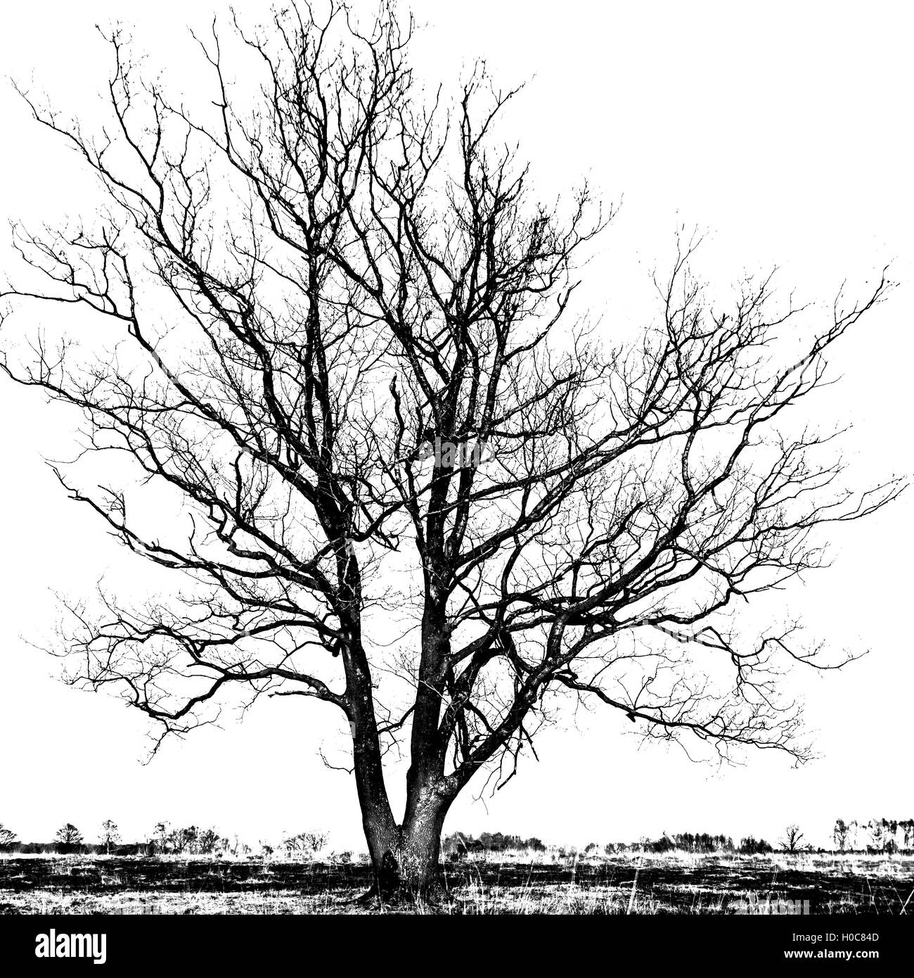 Leafless Tree Clipart Black And White