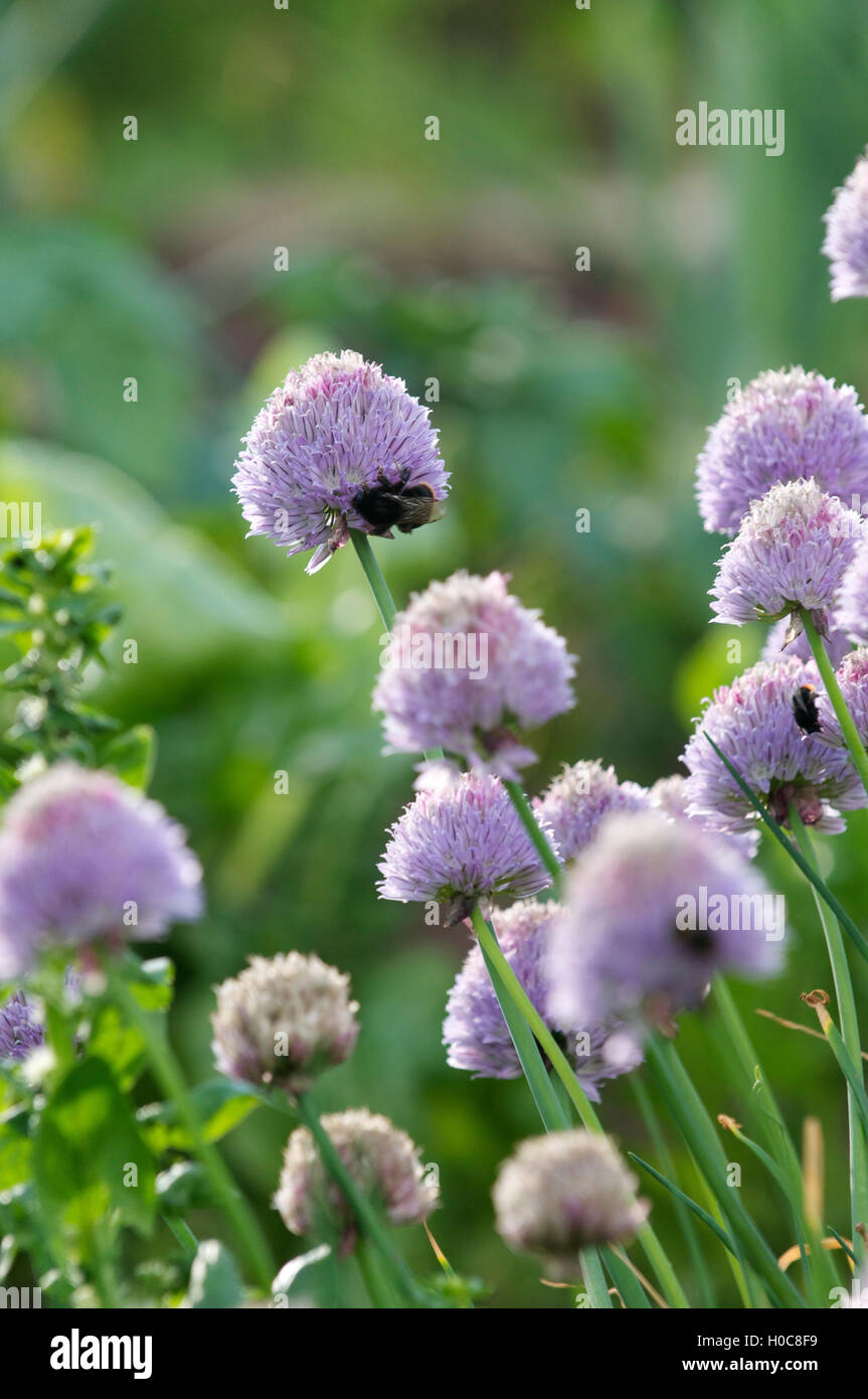 Allium plant hi-res stock photography and images - Alamy