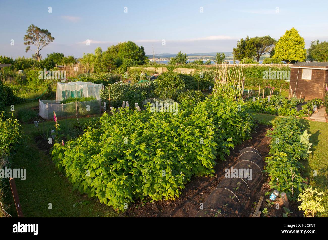 Allotment patch hi-res stock photography and images - Alamy