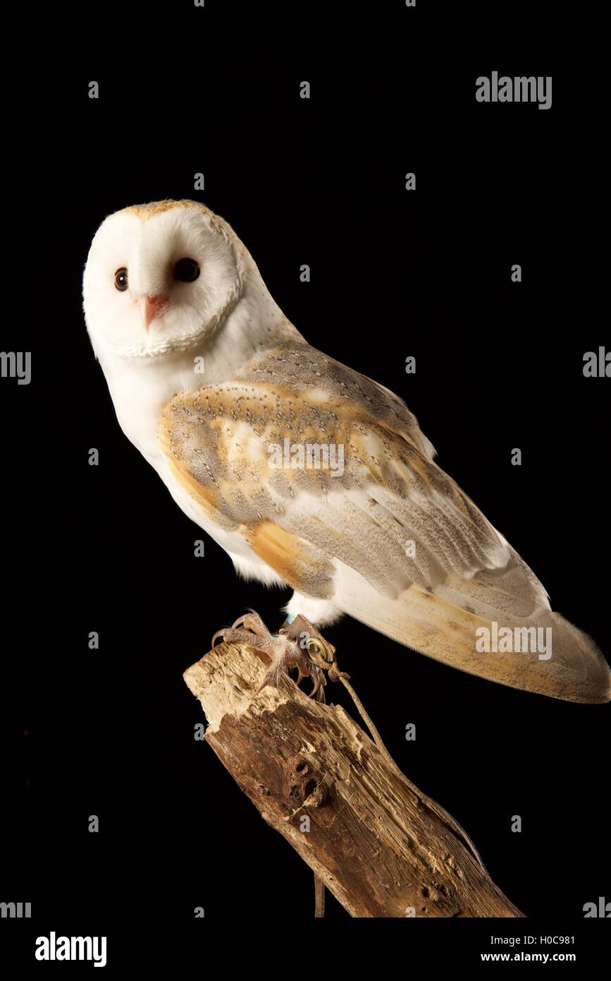 Barn owl perched on log Stock Photo - Alamy