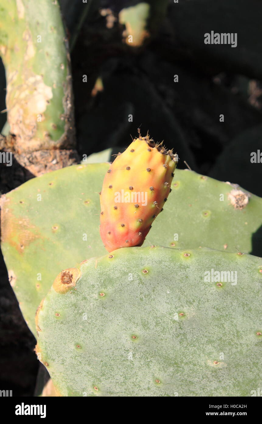 Pink fruit of the prickly pear cactus hi-res stock photography and ...