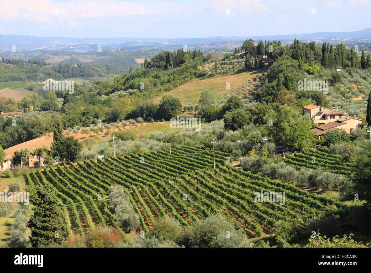 Vineyard landscape hi-res stock photography and images - Alamy