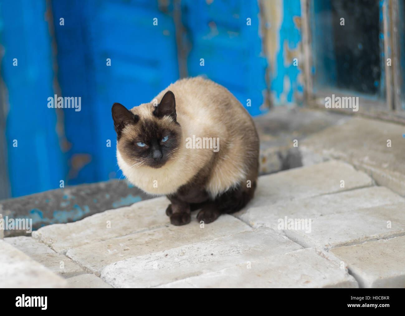Graceful Siamese cat with blue eyes sitting on a pile of bricks at the ...