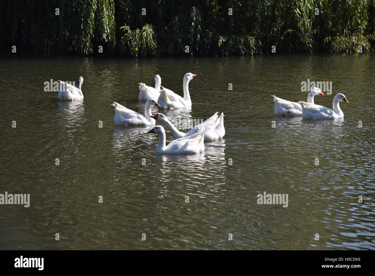 Reflections of geese hi-res stock photography and images - Alamy