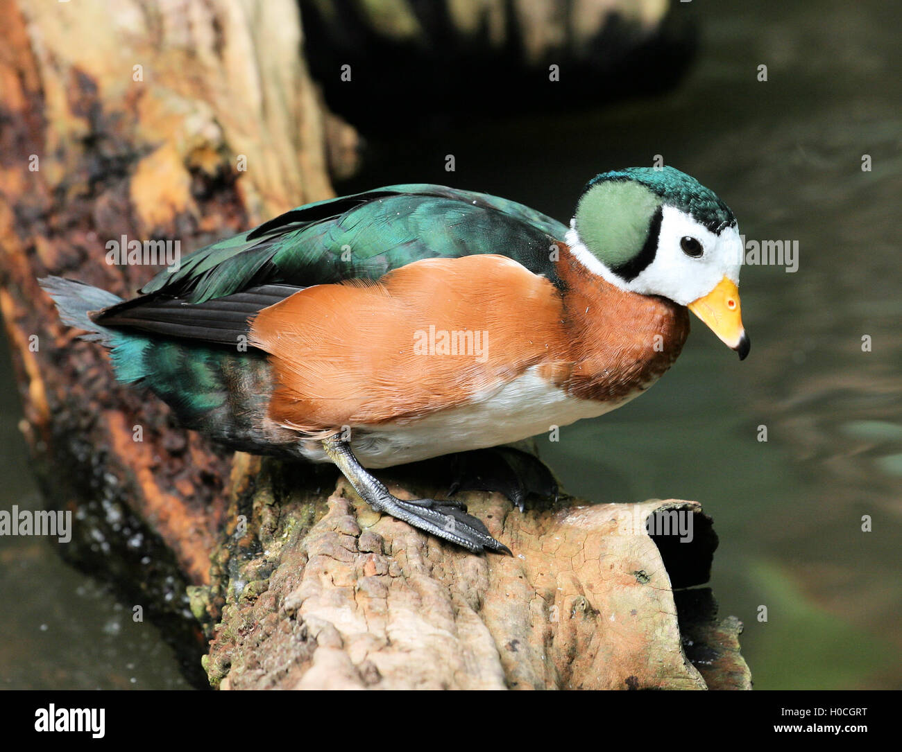 Male African Pygmy Goose at WWT Slimbridge in September 2013 Stock ...