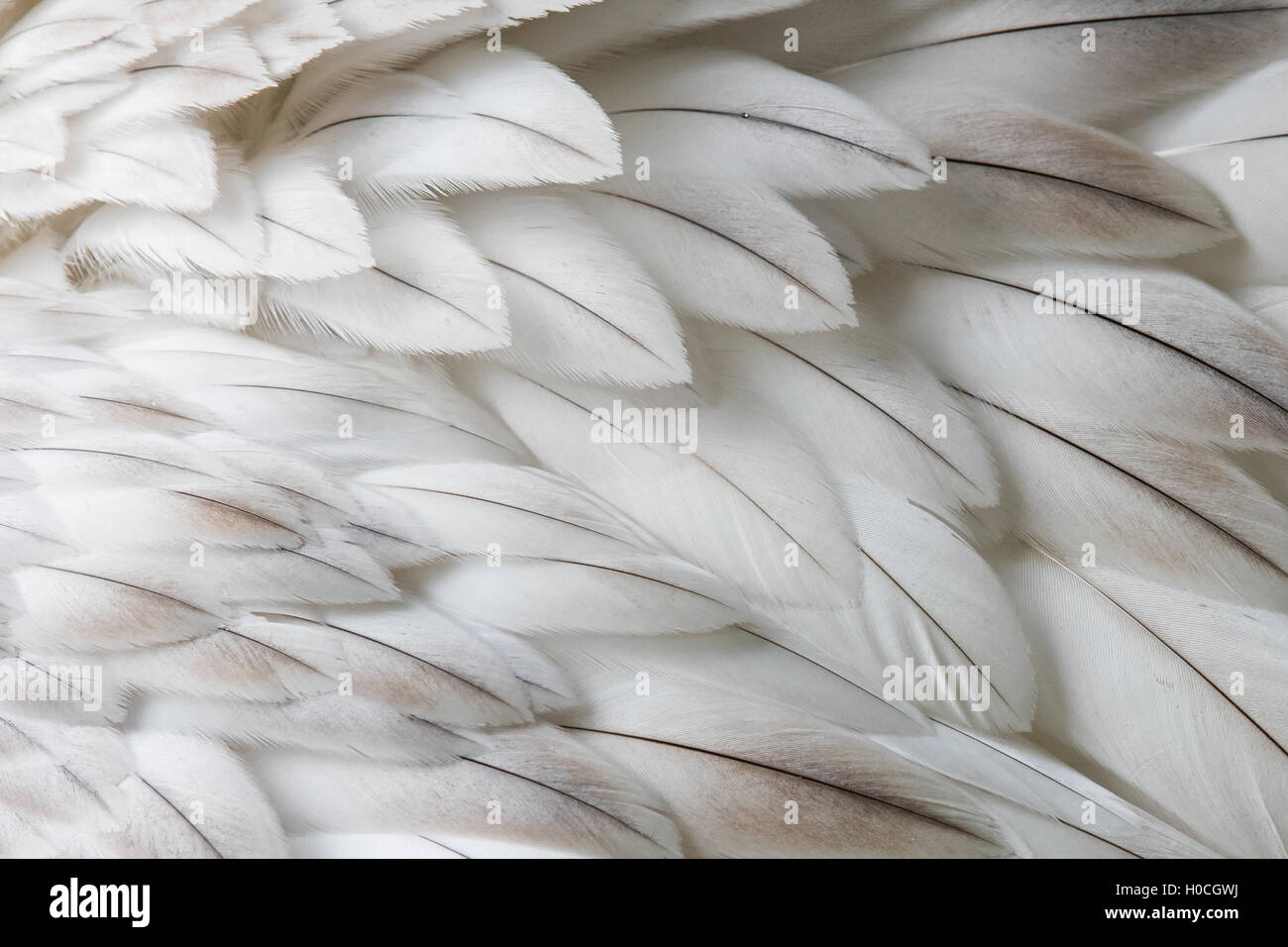 White fluffy feather hi-res stock photography and images - Alamy