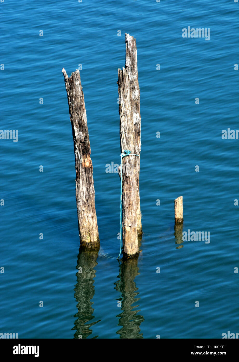Waterlogged tree stumps in the river at Sanklaburi Thailand Stock Photo ...