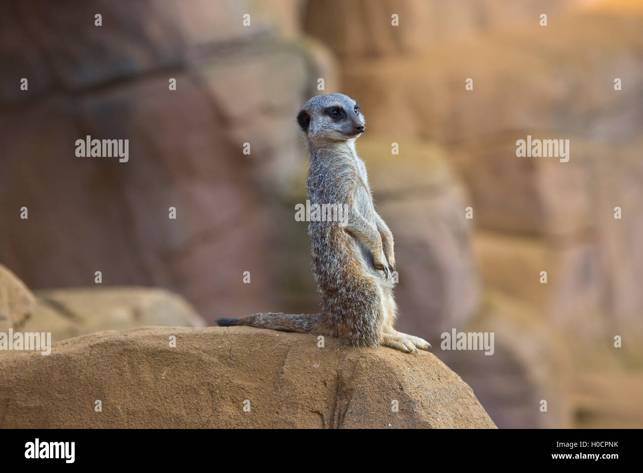 Meerkat standing guard on a rock Stock Photo - Alamy