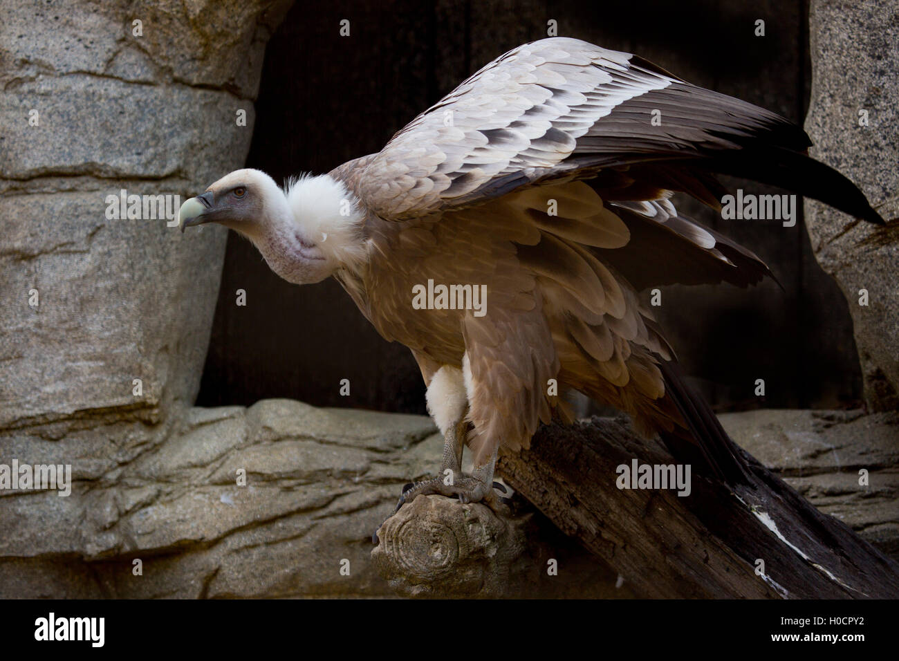 African vulture perched on a rock Stock Photo - Alamy