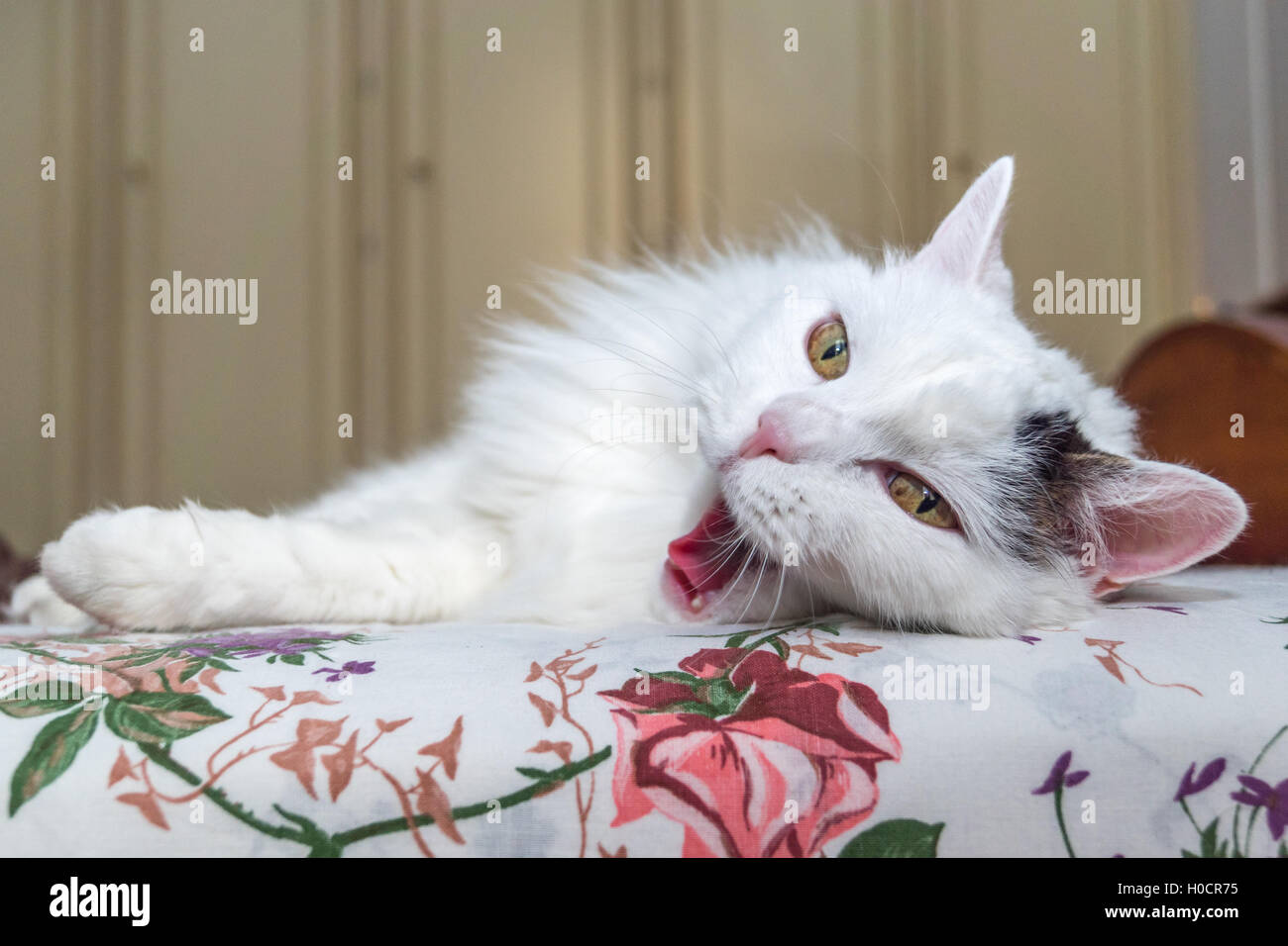 House cat yawning while resting on bed Stock Photo - Alamy