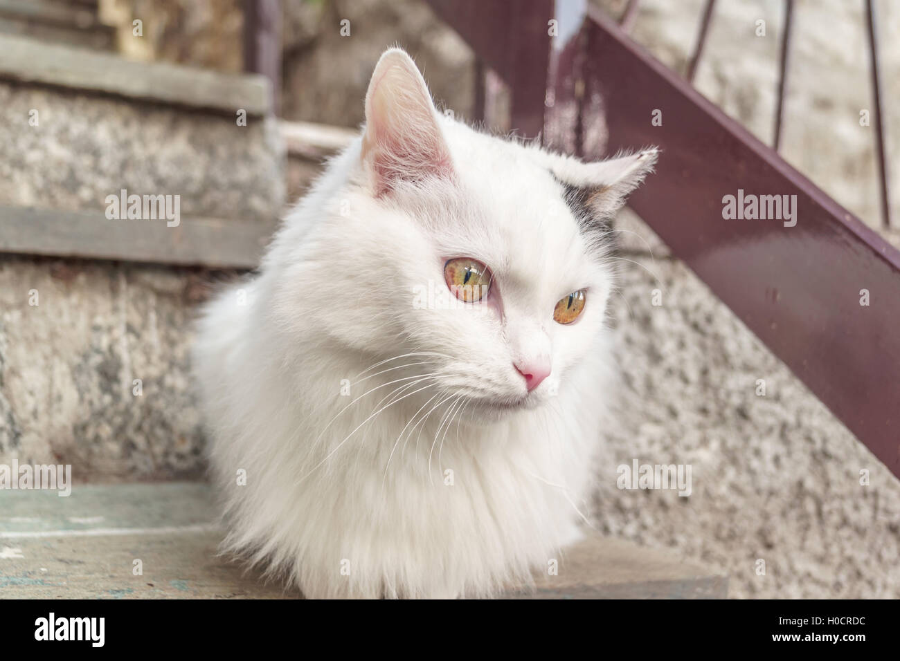 Portrait of spotted cat on stairs Stock Photo - Alamy