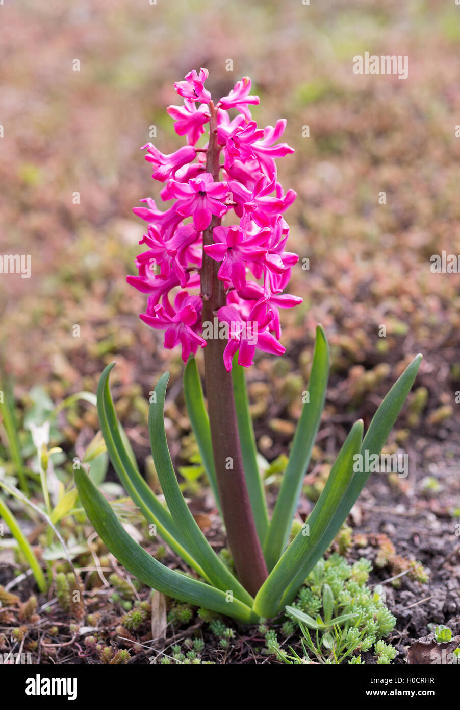 Flower pink hyacinth Stock Photo - Alamy