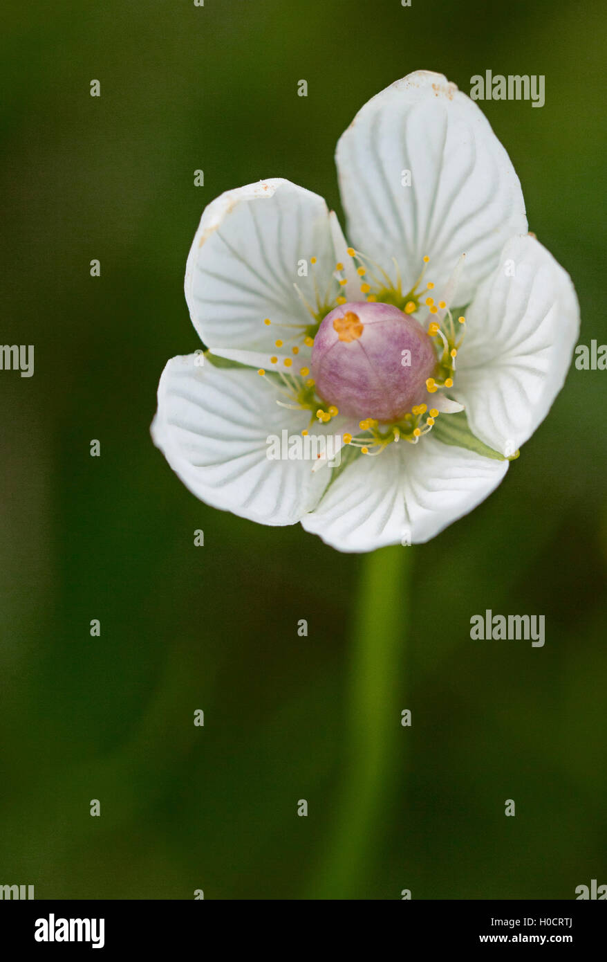 Grass of Parnassus flower (Parnassia palustris) against a green ...
