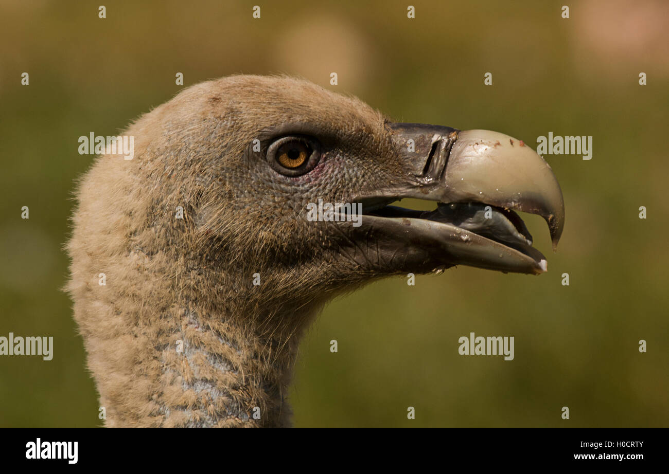 Vulture face portrait hi-res stock photography and images - Alamy