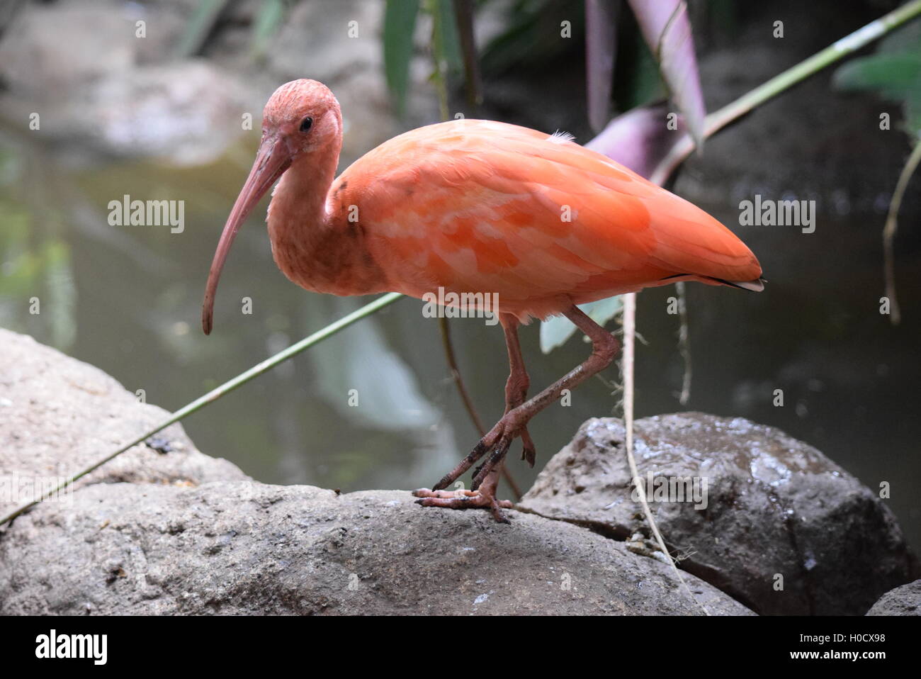 Scarlet Ibis (Eudocimus ruber), adult standing on one leg, at Aurora ...