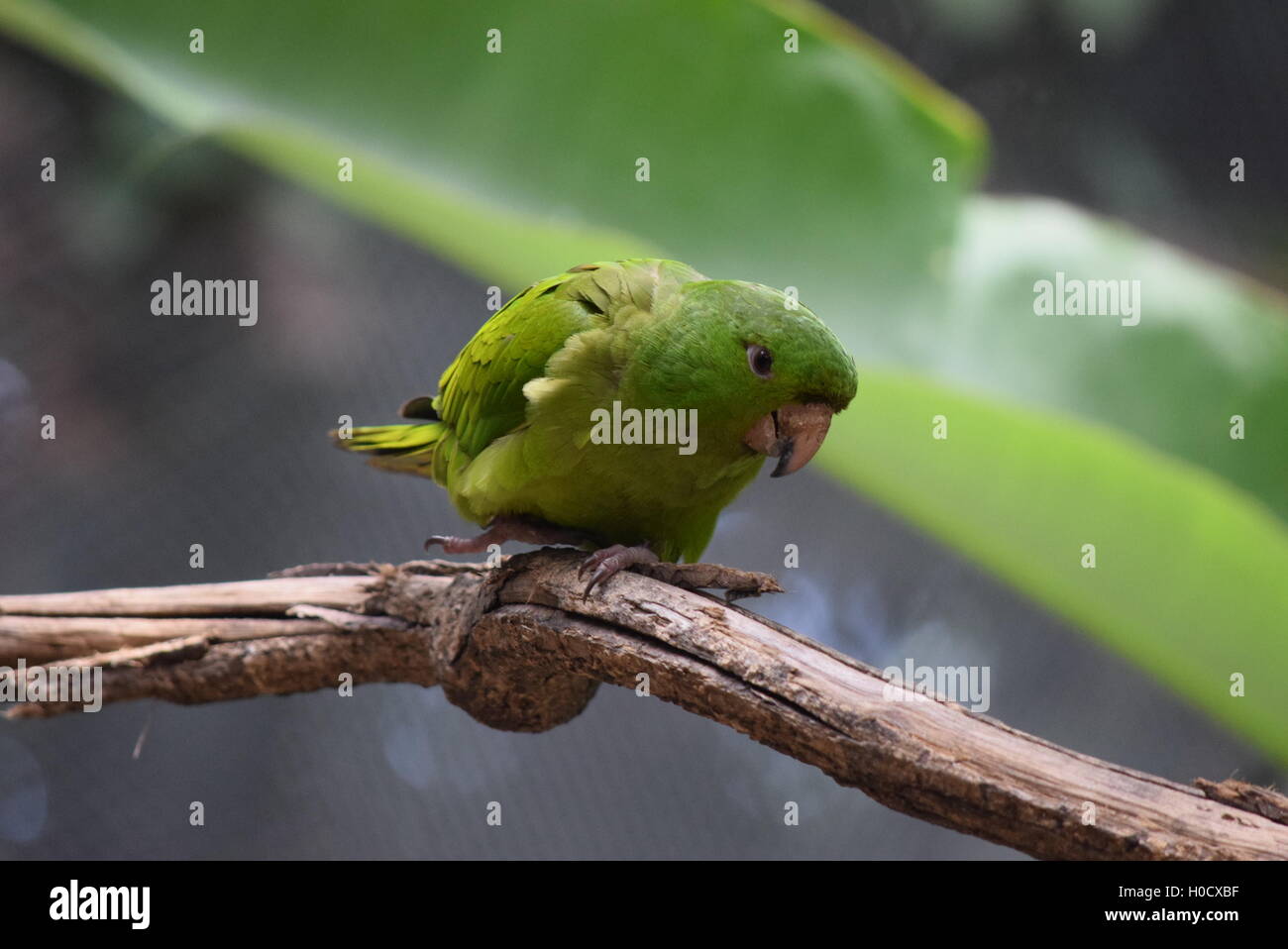 Green Parakeet looking out from a trunk at Aurora Zoo Stock Photo - Alamy