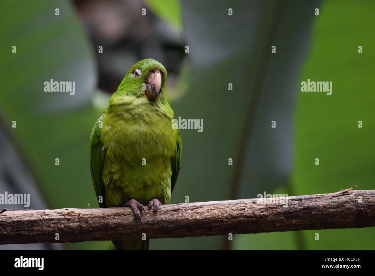 Green Parakeet looking out from a trunk at Aurora Zoo Stock Photo - Alamy