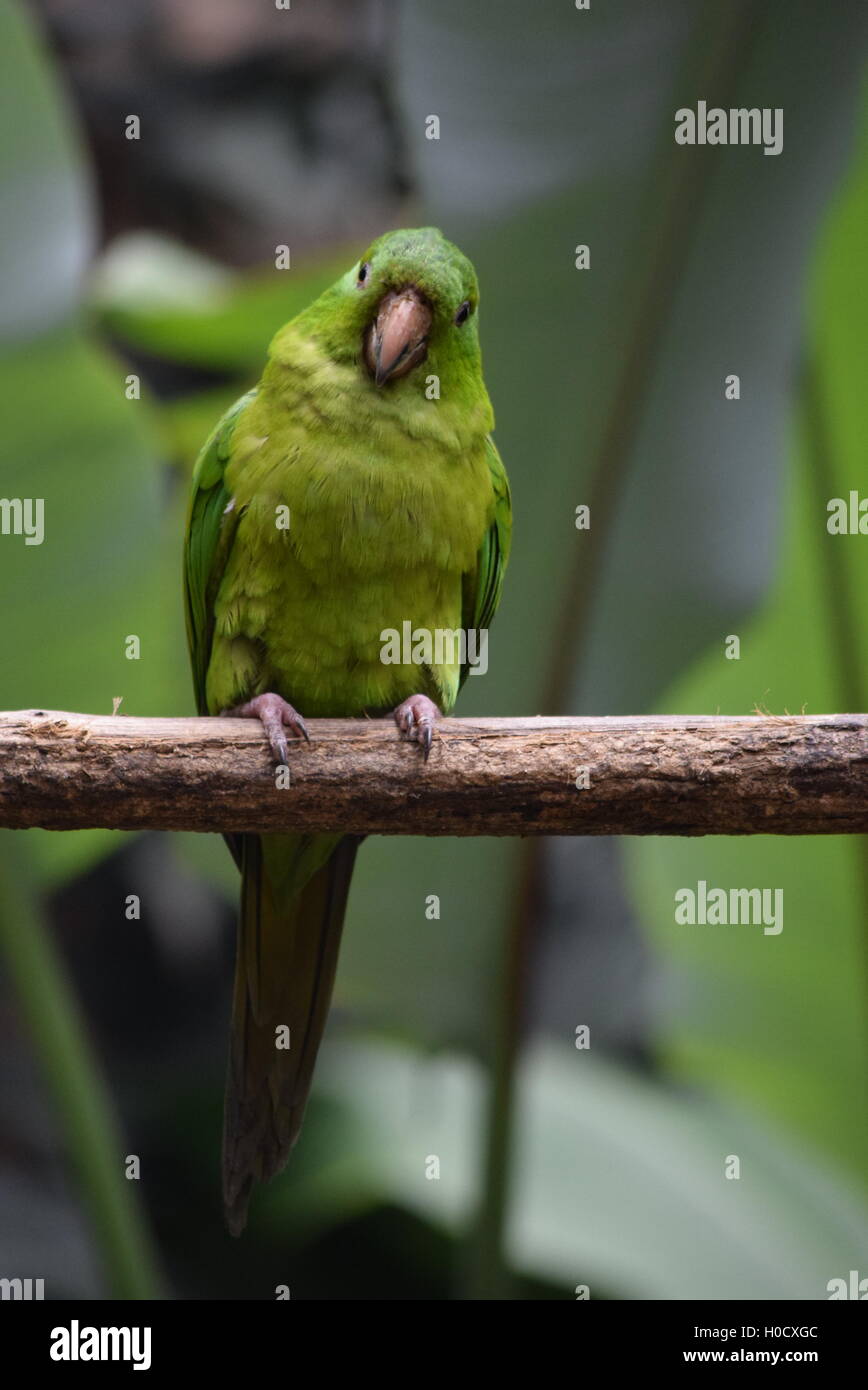 Green Parakeet looking out from a trunk at Aurora Zoo Stock Photo - Alamy