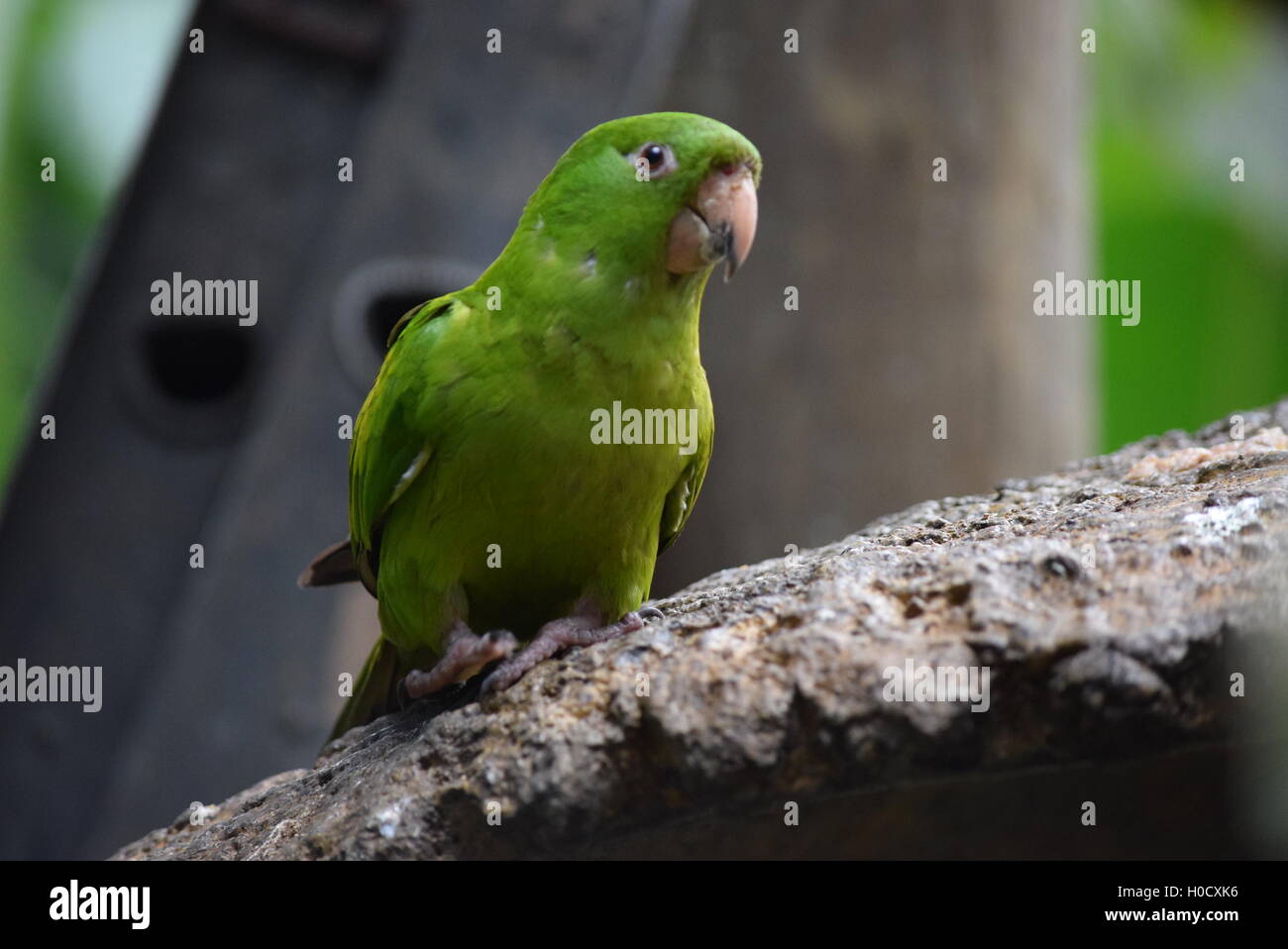 Green Parakeet looking out from a trunk at Aurora Zoo Stock Photo - Alamy