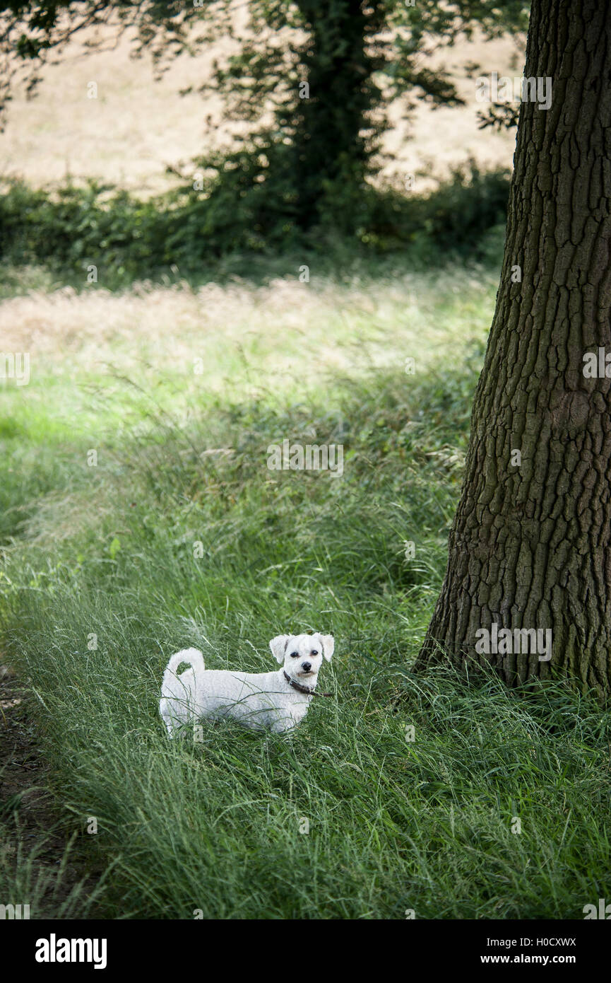 Bichon frise outside hi-res stock photography and images - Alamy