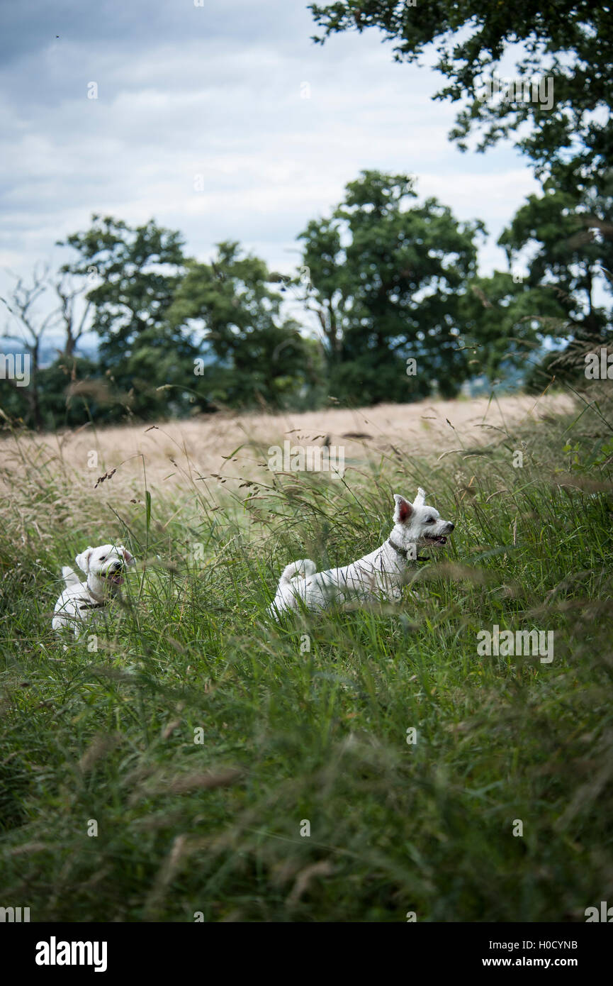 Bichon frise outside hi-res stock photography and images - Alamy