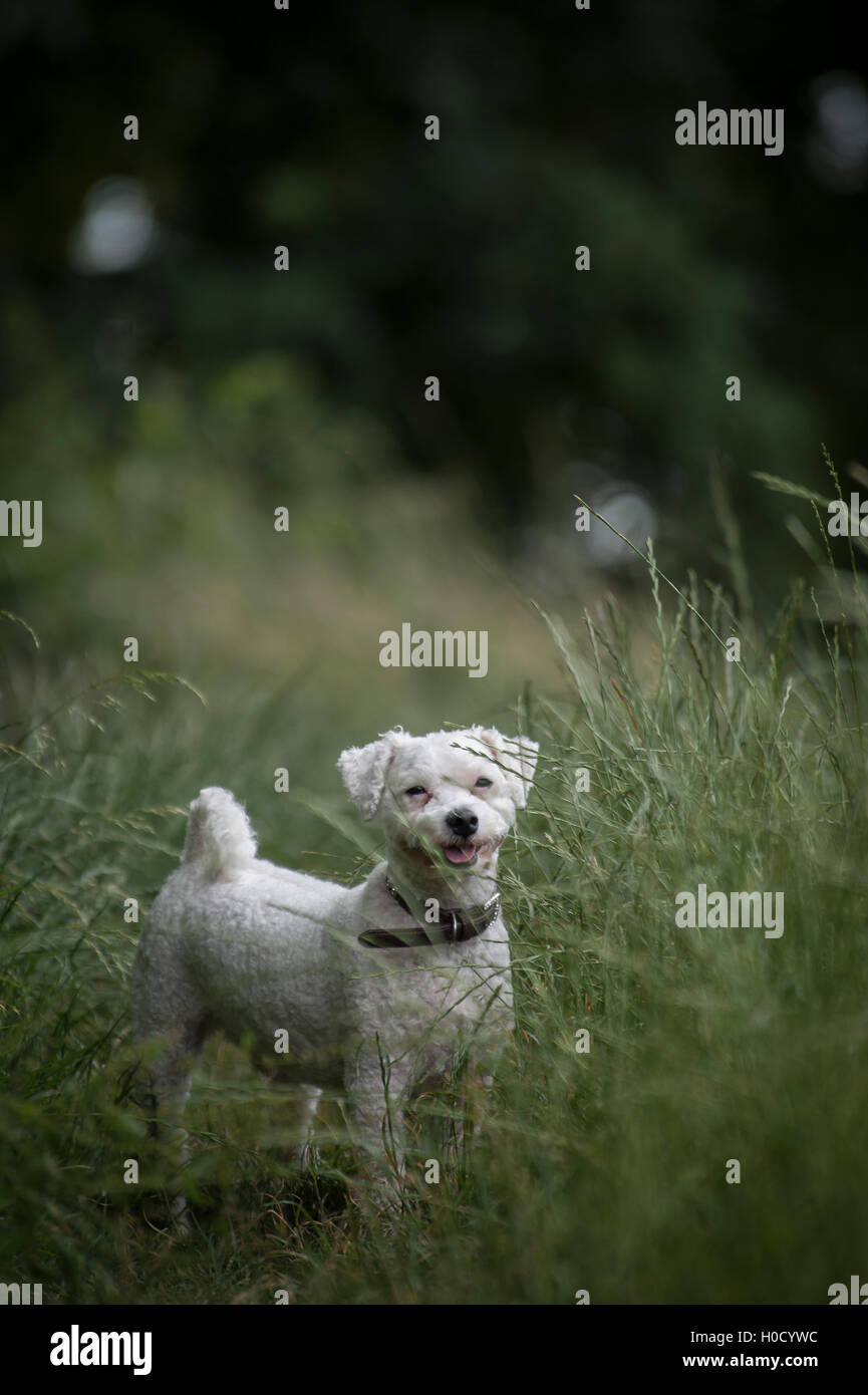 Bichon running and enjoying the outdoors Stock Photo - Alamy