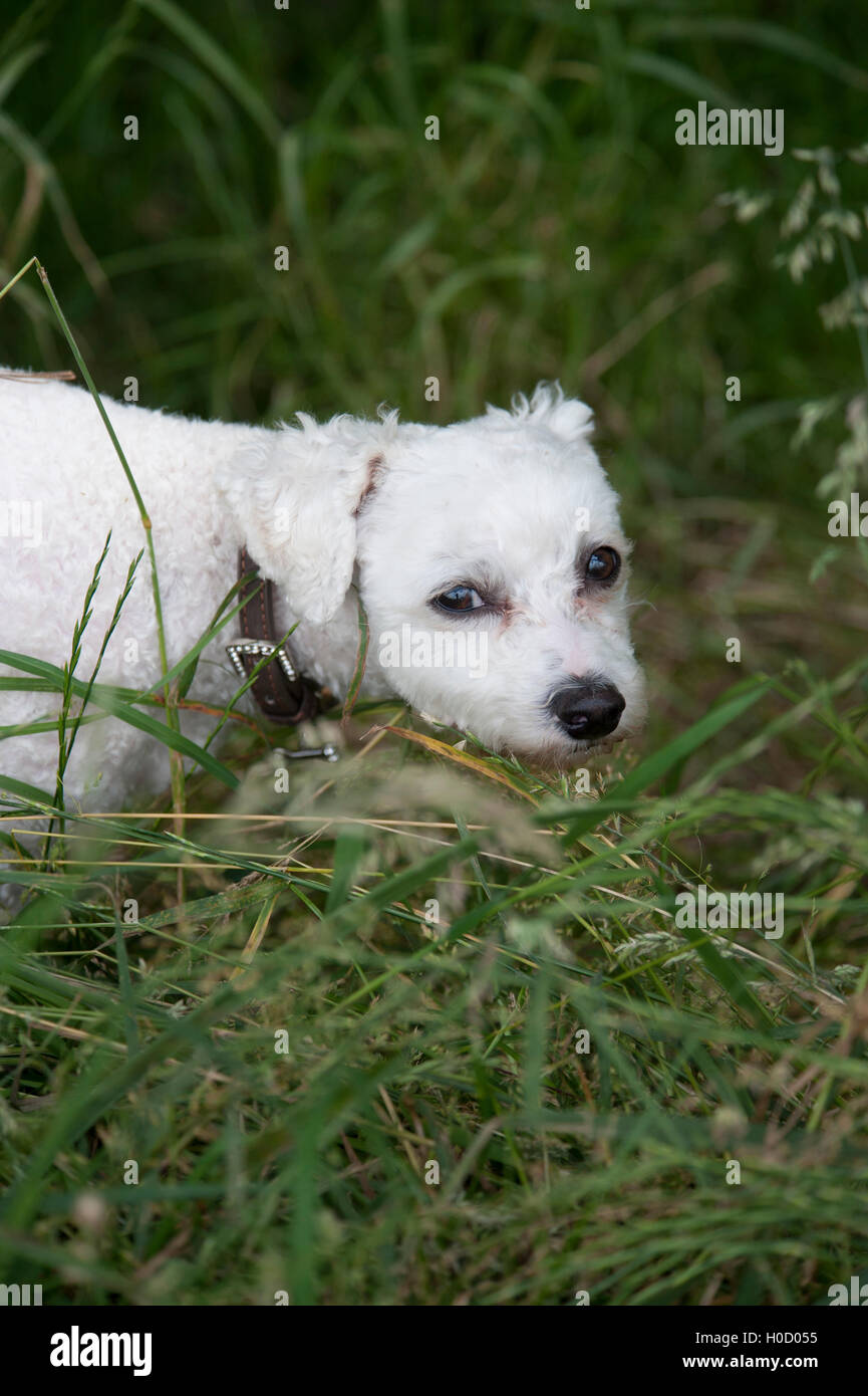 Bichon running and enjoying the outdoors Stock Photo - Alamy