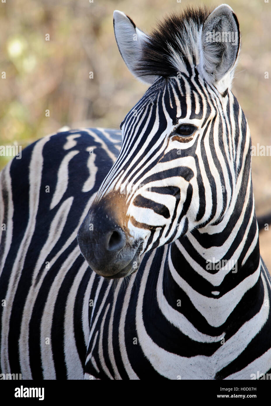 Vertical Side profile of a Burchell's zebra with striking stripes ...