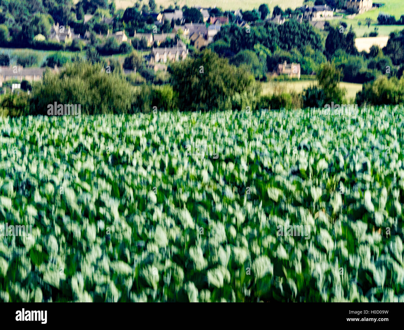 cotswolds, uk, landscape, england, cotswold, rural, english, view, farm ...