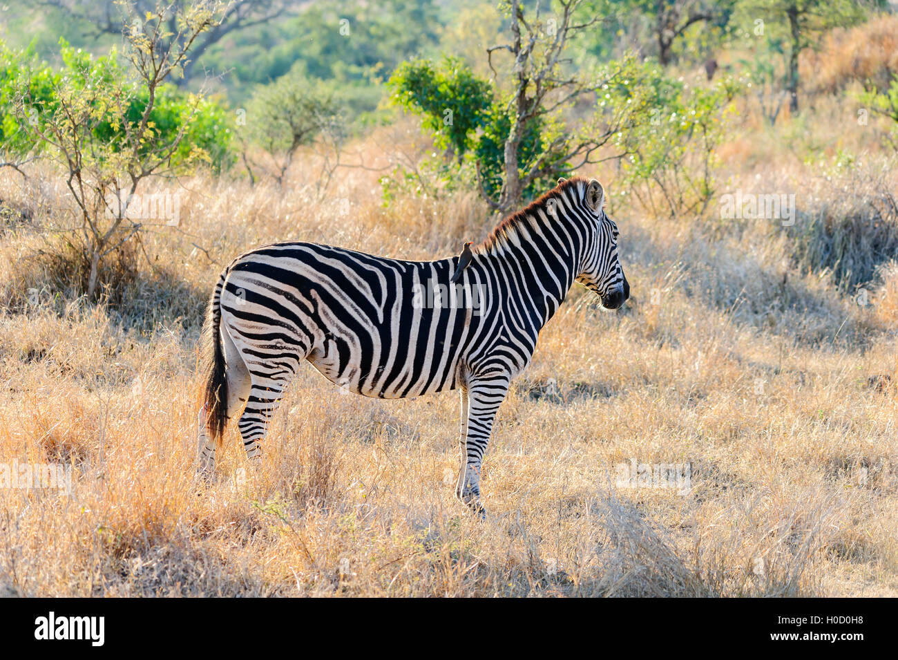 A Burchell's zebra standing in the wild with a tickbird (oxpecker) on ...